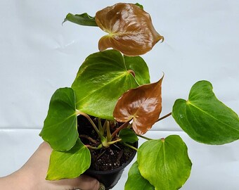 Anthurium Oaxaca - Etsy