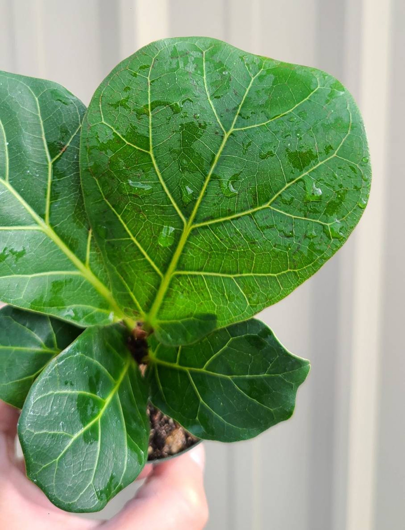 2 Fiddle Leaf Fig 'little Fiddle' Ficus Lyrata - Etsy UK