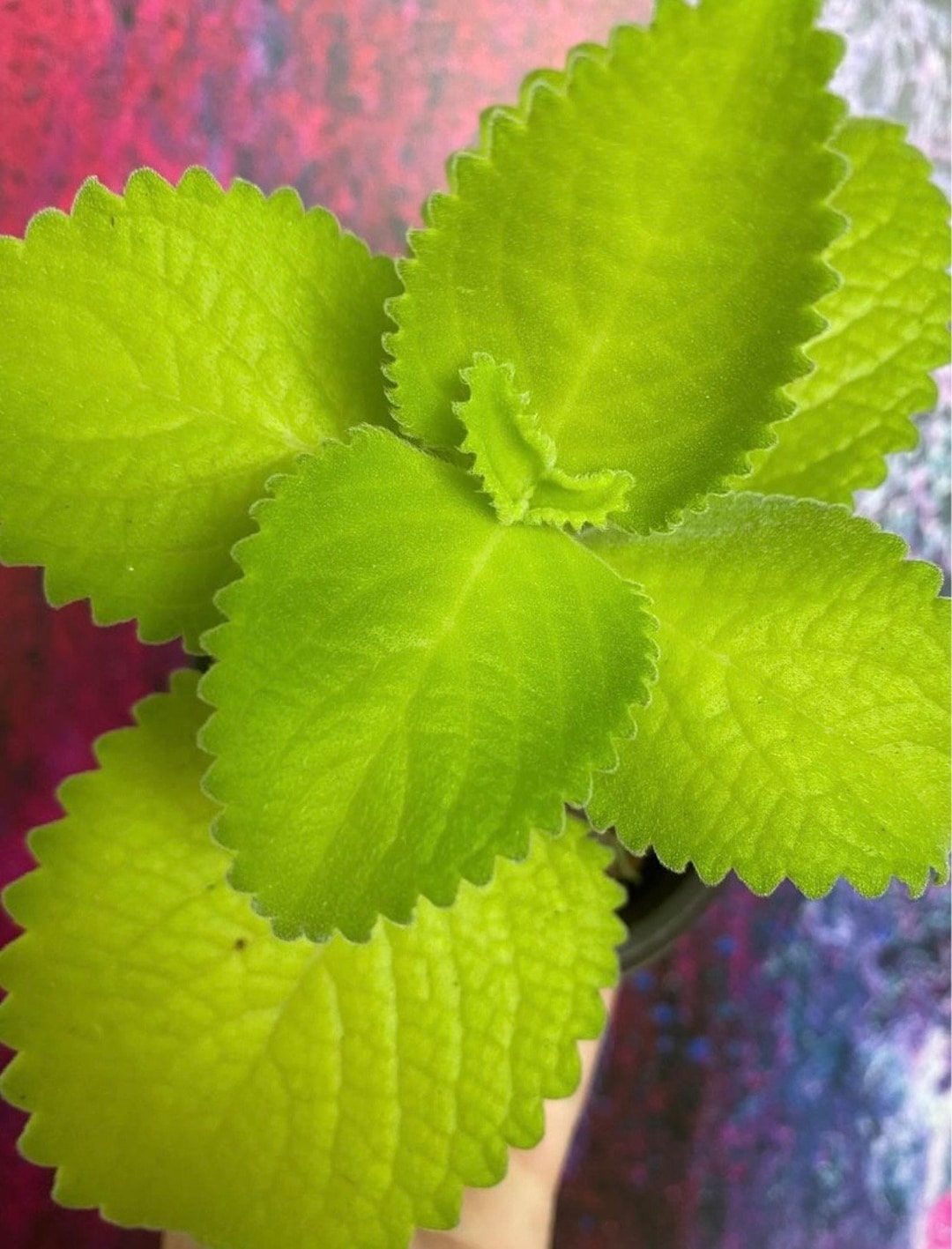 Mexican Oregano Plant - Broadleaf Thyme - Lippia Graveolens - Starter Plant - Cooking Spice - Etsy