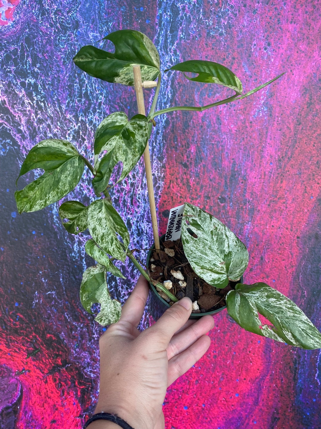 Epipremnum Pinnatum Marble Epipremnum Variegata Albo Marble - Etsy