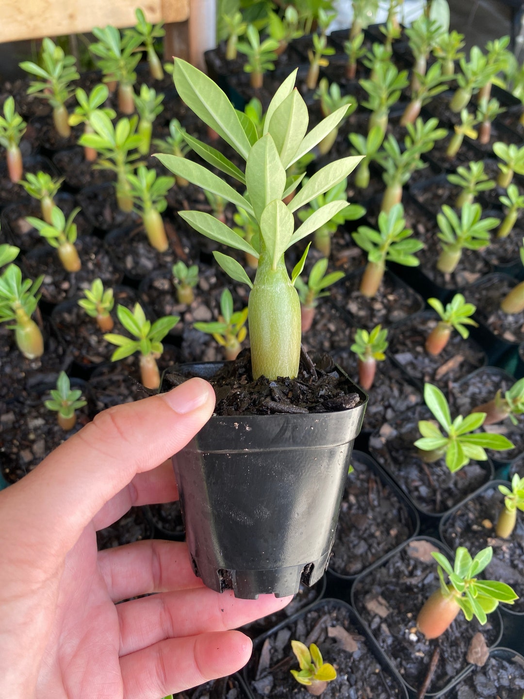 Desert Rose Seedlings - Adenium Obesum Seedlings - Etsy