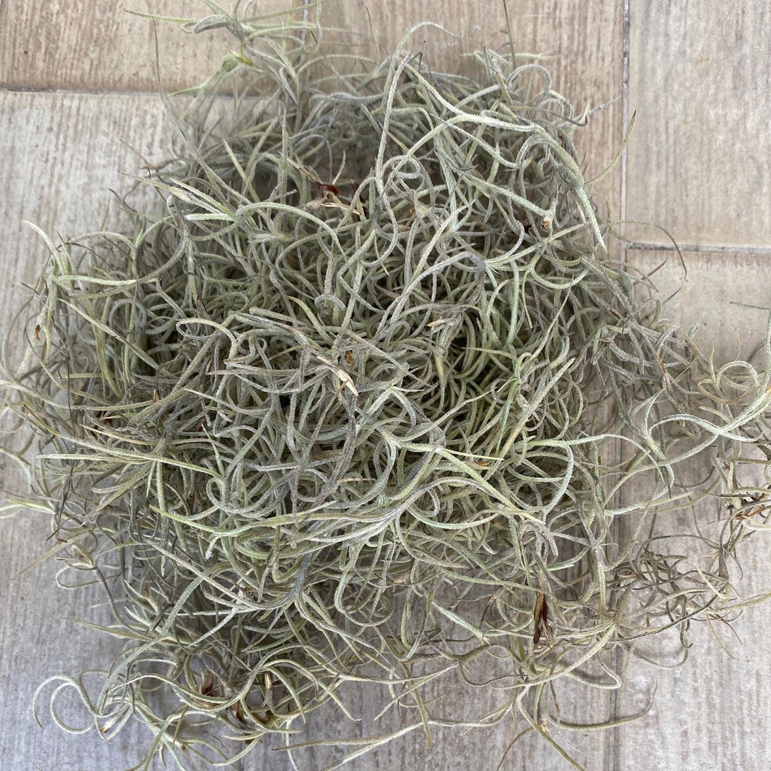 Spanish Moss / Craft Spanish Moss - Etsy