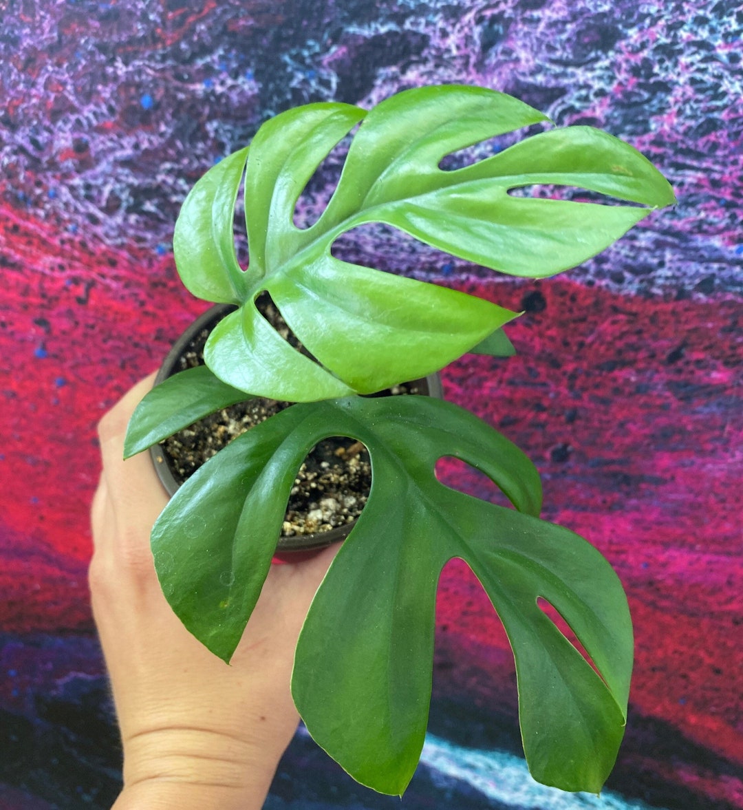 Rhaphidophora Tetrasperma Mini Monstera Vine Plant Rooted Starter ...