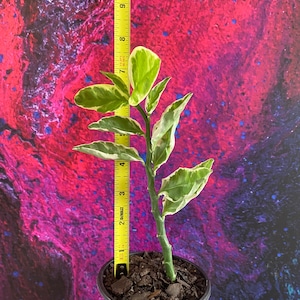 Variegated Devil’s Backbone Plant - Euphorbia Tithymaloides ...