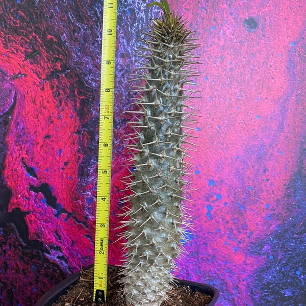 Madagascar Palm - Etsy