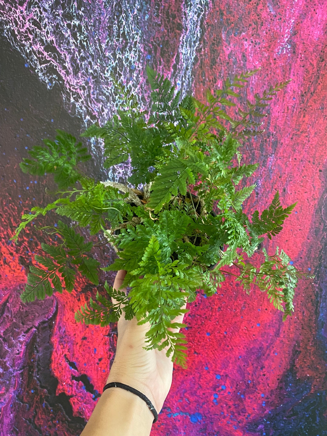 Black Rabbit’s Foot Fern Plant - Davallia Trichomanoides - Full Pot - Etsy