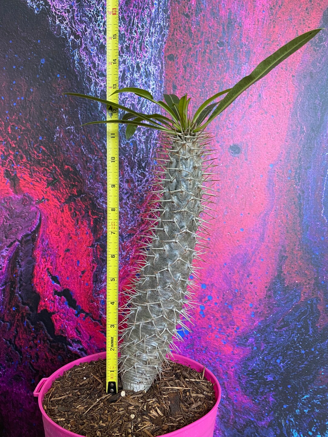 Madagascar Palm Plant - Etsy