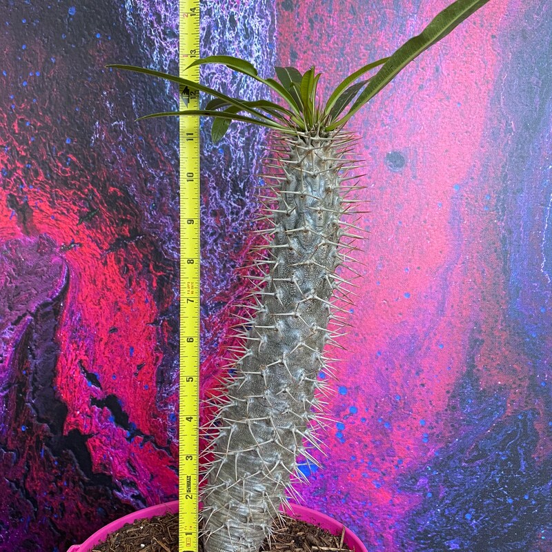 Madagascar Palm - Etsy