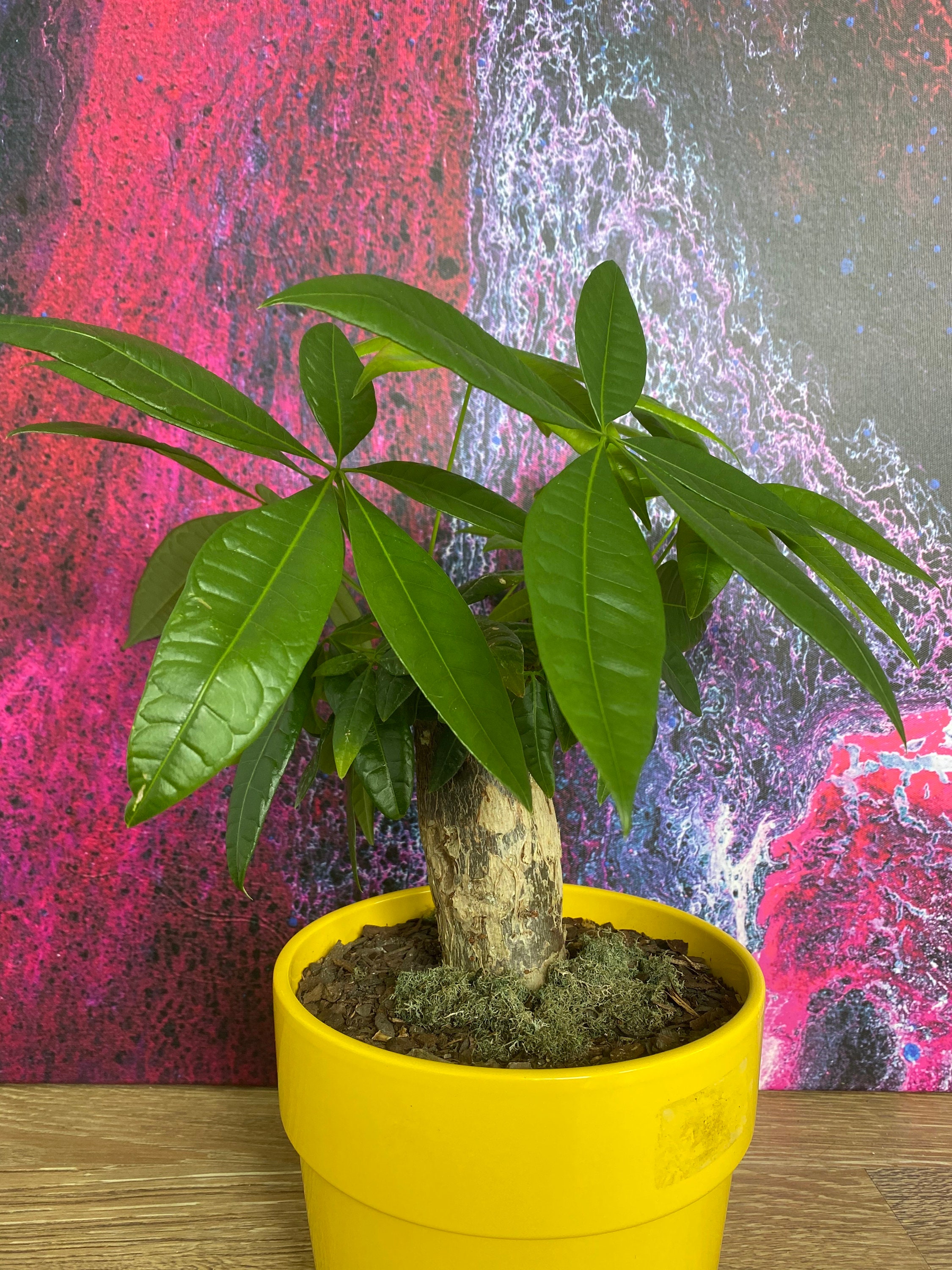 Money Tree Plant Bonsai