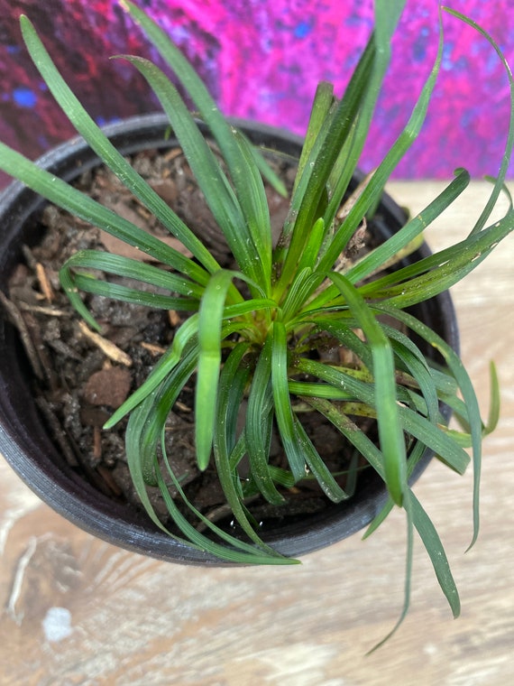 Dwarf Lilyturf