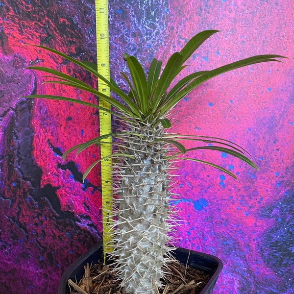 Madagascar Palm - Etsy