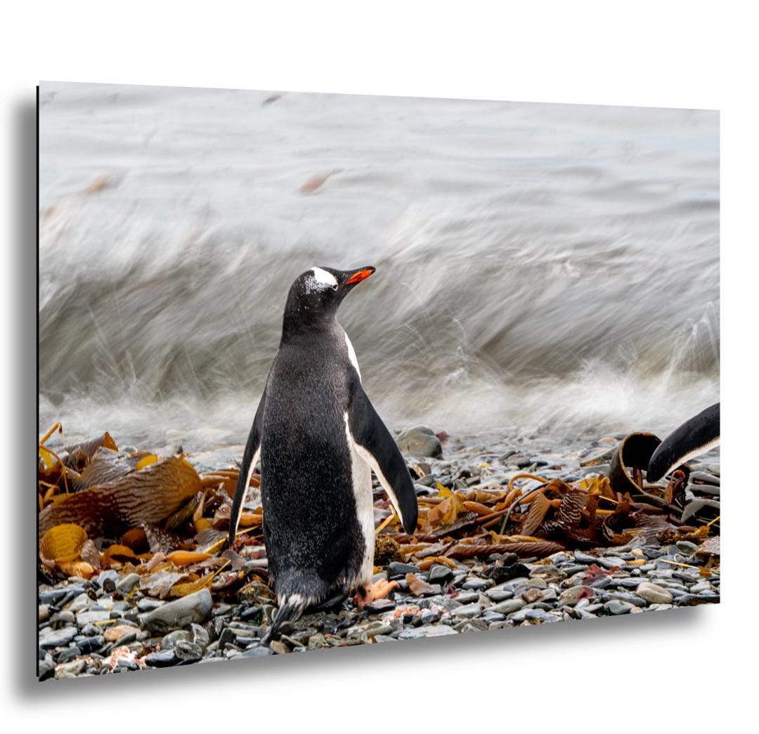 Gentoo Penguin Photo: Falkland Islands Wildlife Art, Antarctic Decor - Etsy