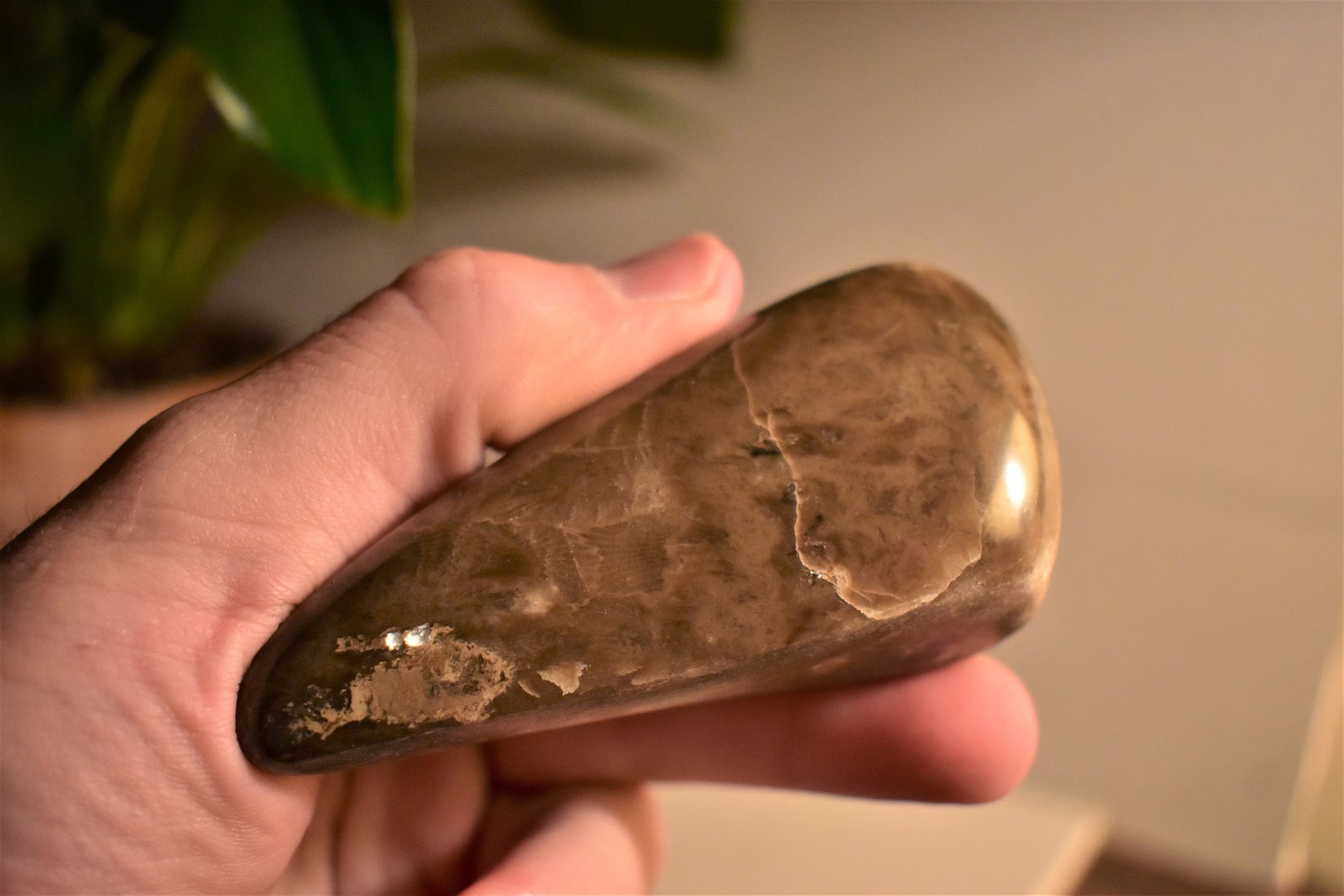 Paradox Petoskey Stone fossil Coral - Etsy