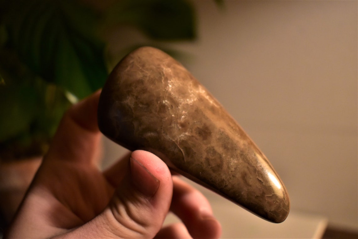 Paradox Petoskey Stone fossil Coral - Etsy