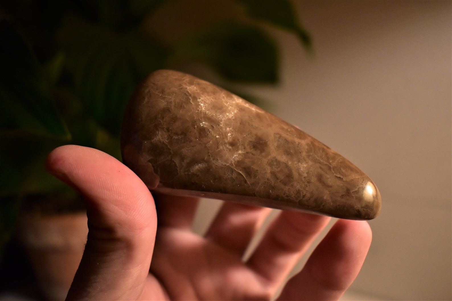 Paradox Petoskey Stone fossil Coral - Etsy