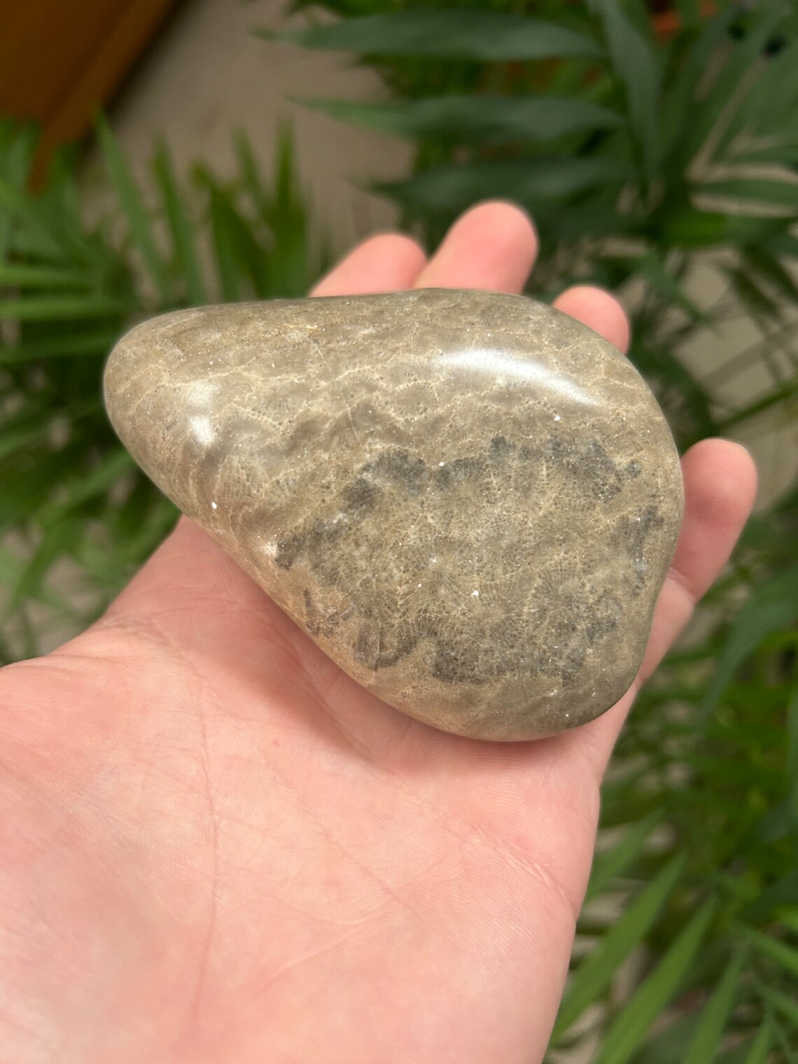 Petoskey Stone ~ Hand-polished Michigan Fossil Coral Palm Stone - Etsy