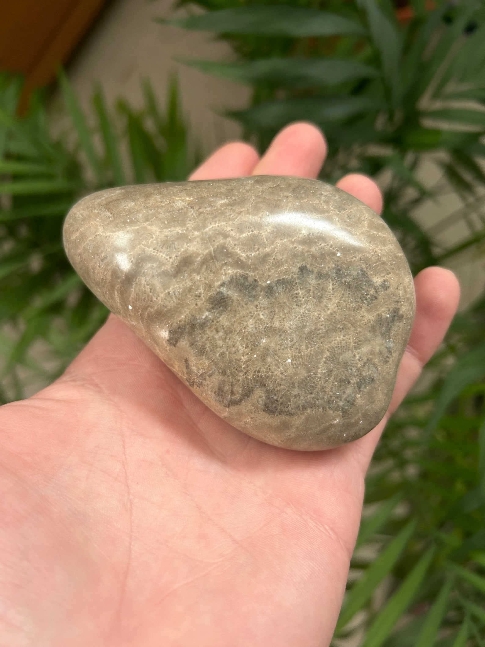 Petoskey Stone ~ Hand-polished Michigan Fossil Coral Palm Stone - Etsy