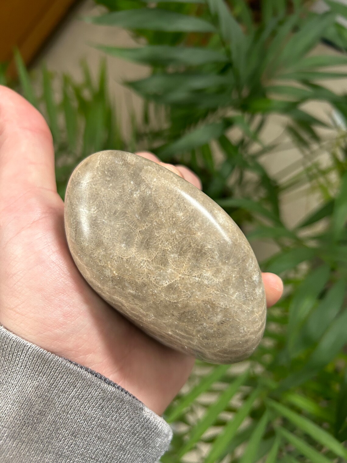 Petoskey Stone ~ Hand-polished Michigan Fossil Coral Palm Stone - Etsy