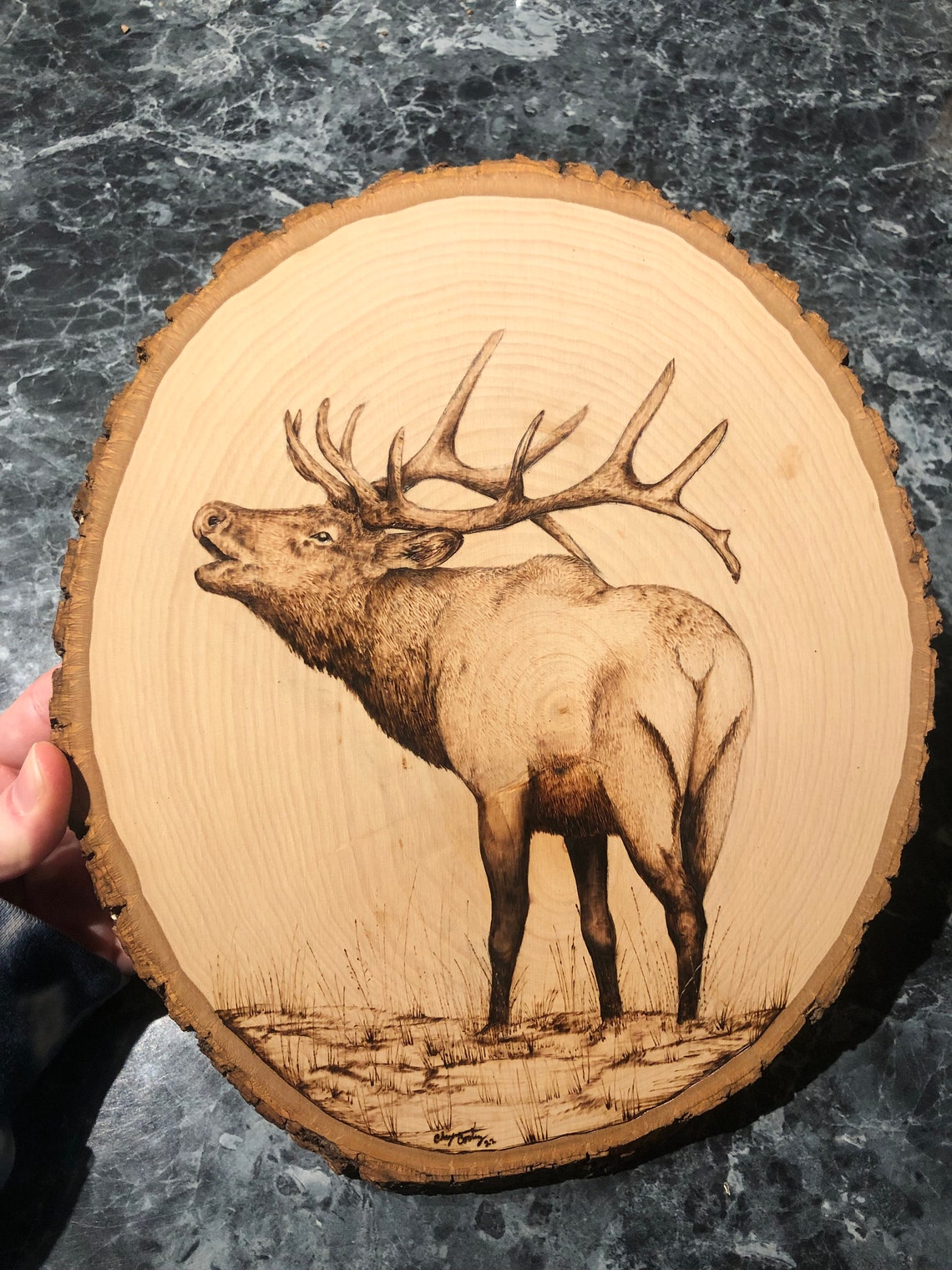 Wood Burned Elk Portrait on Basswood Round. Animal Pyrography Art - Etsy