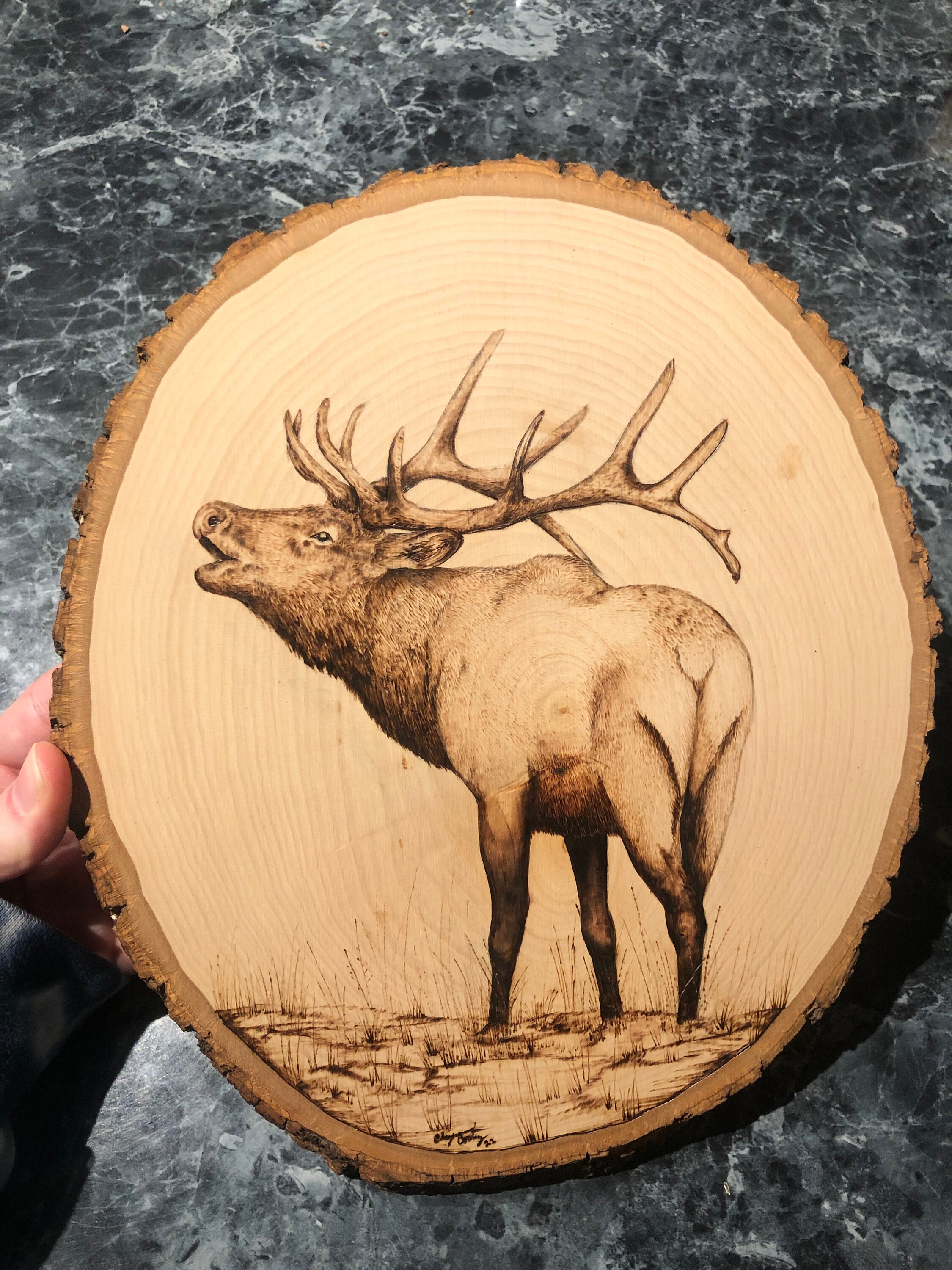 Wood Burned Elk Portrait on Basswood Round. Animal Pyrography Art - Etsy