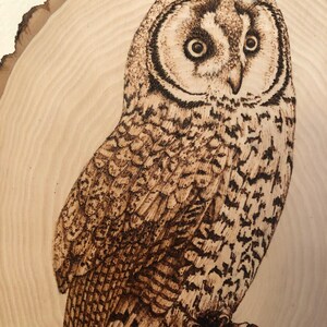 Wood Burned Long Eared Owl on Basswood. Long Eared Owl. Bird Artwork ...