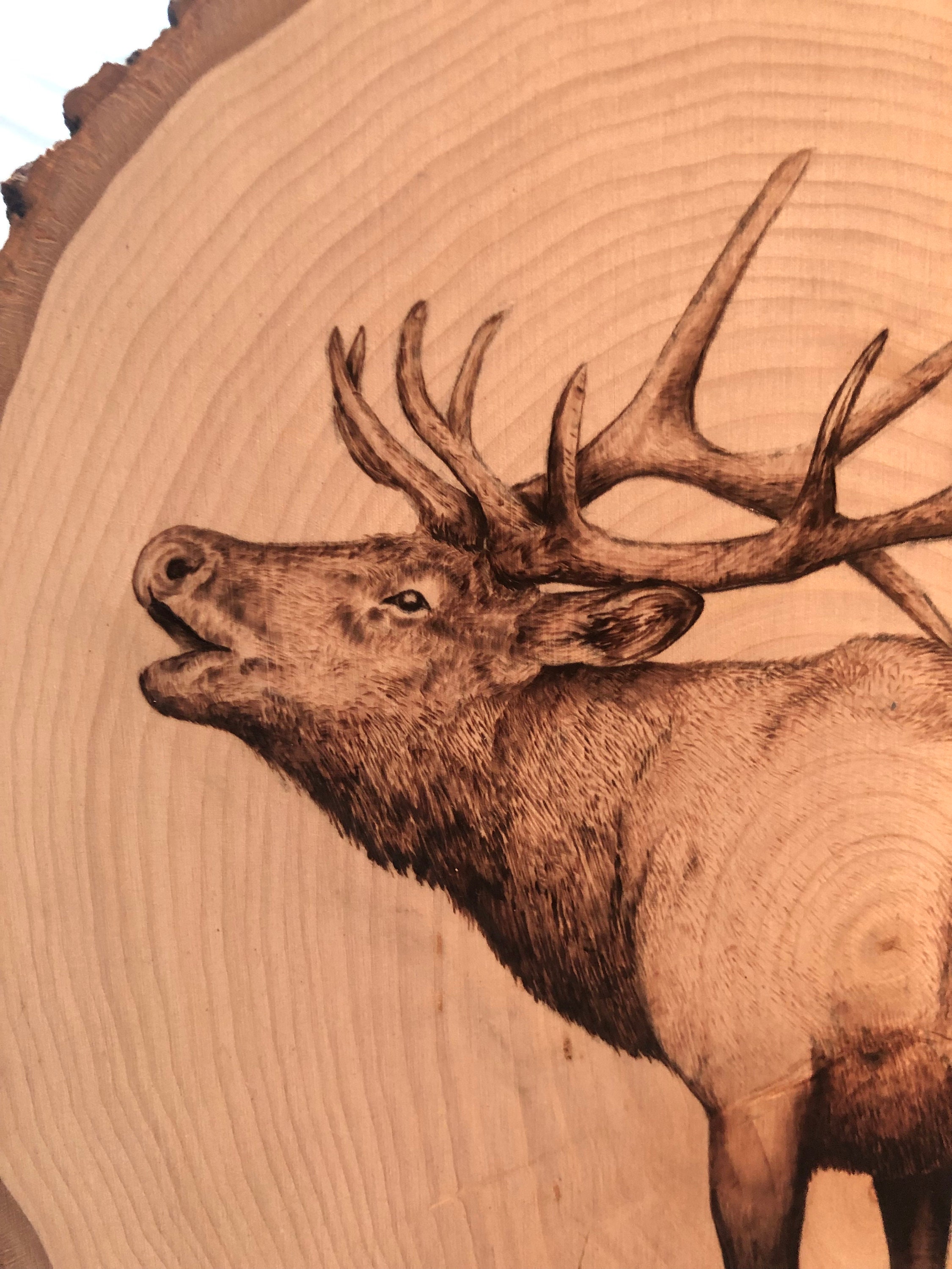 Wood Burned Elk Portrait on Basswood Round. Animal Pyrography Art - Etsy