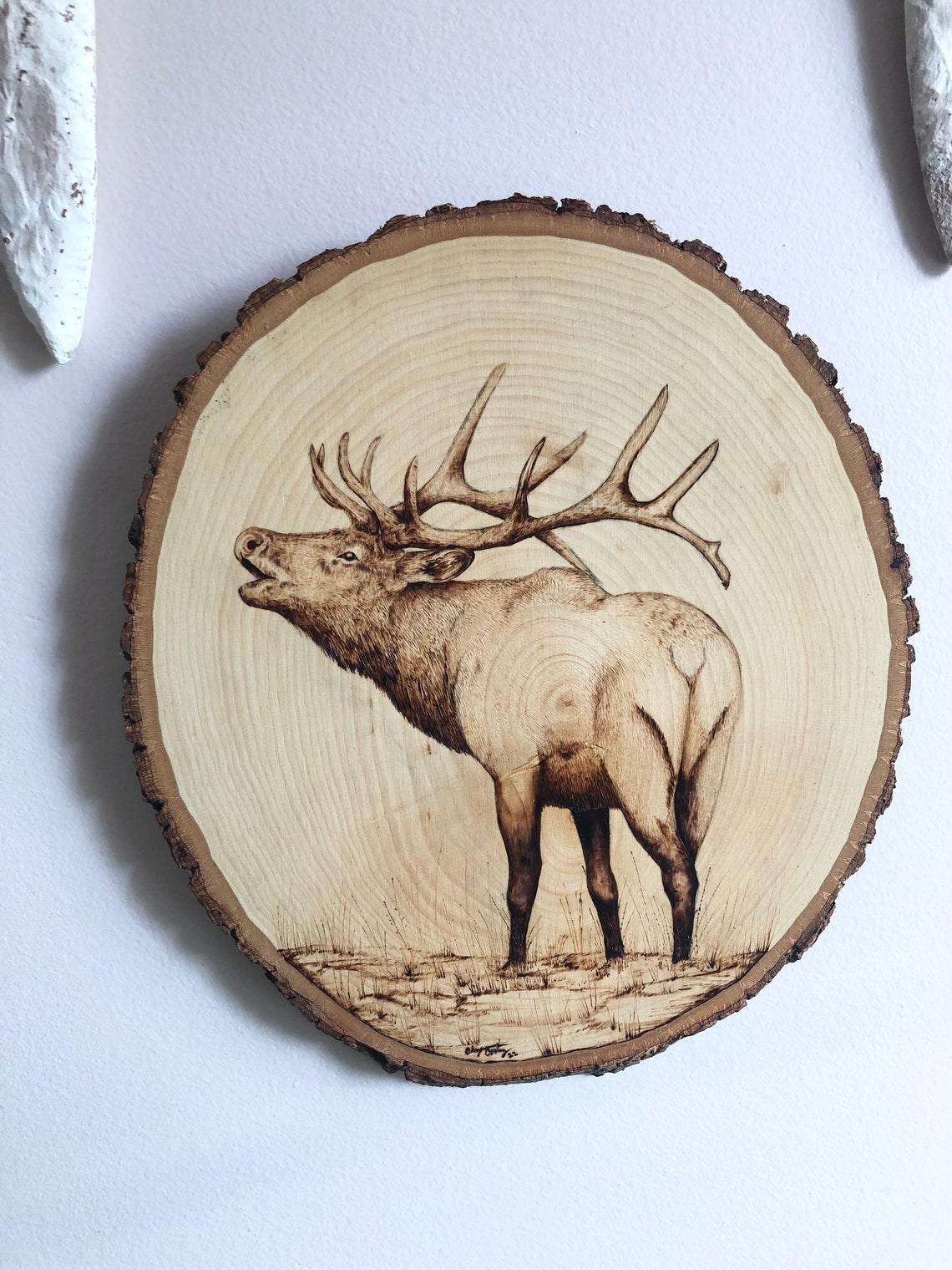Wood Burned Elk Portrait on Basswood Round. Animal Pyrography Art - Etsy