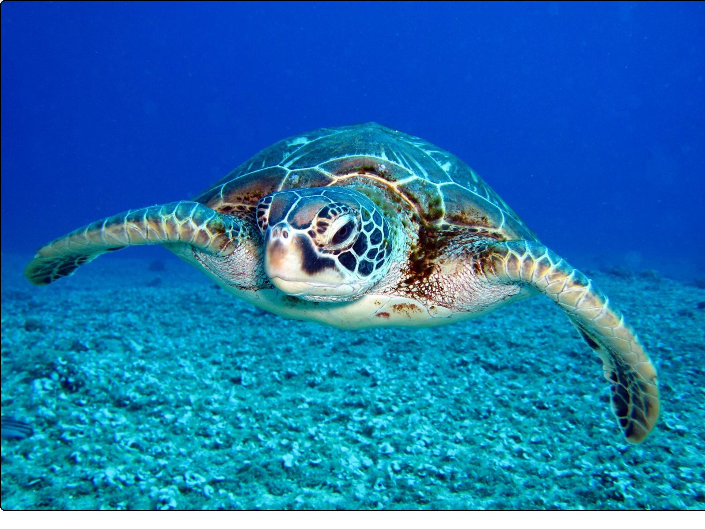 Sea Turtle Art - Etsy