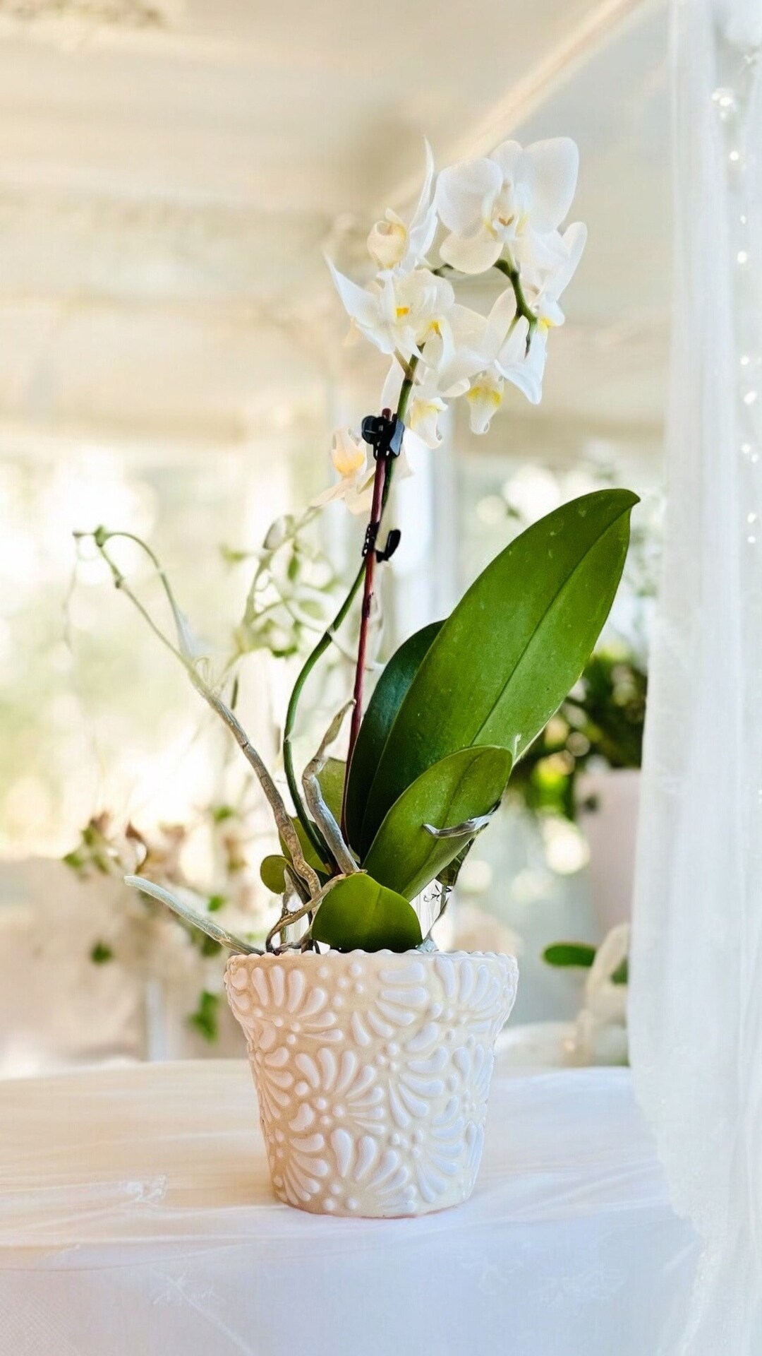 Ivory Talavera Pot (1 Pz) | Medium Talavera Pots Handmade Mexican ...