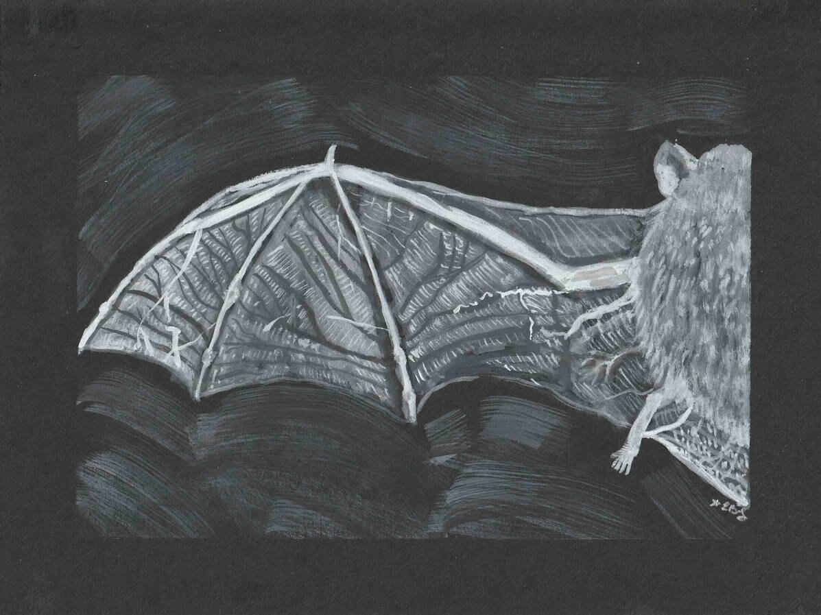 Bat Wing X-ray - Original Gouache Illustration - Etsy