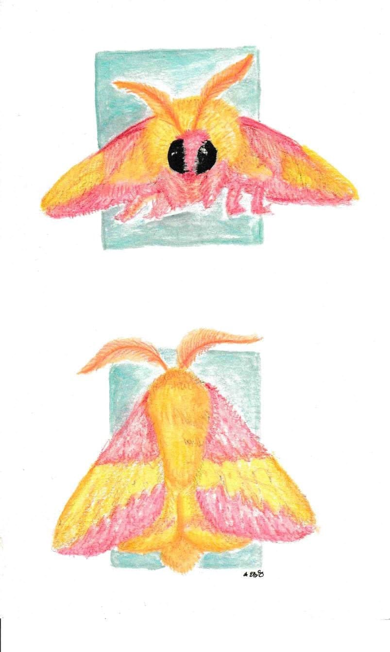 Rosy Maple Moth - ORIGINAL - Etsy