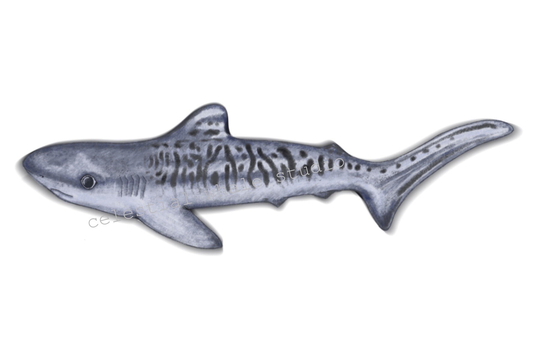 Tiny Tiger - Tiger Shark - 4x6 PRINT - Etsy