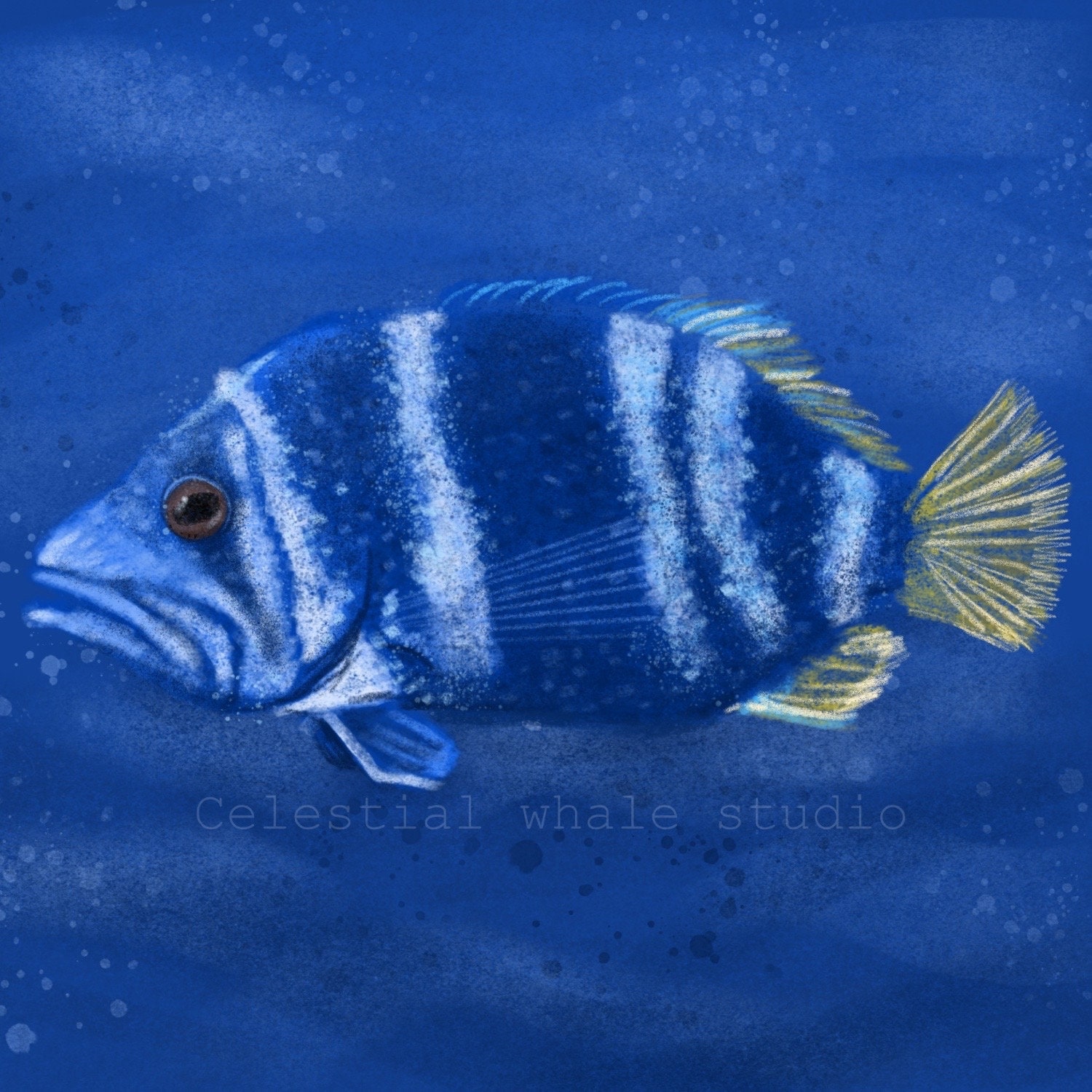 Science Art Marine Biology Series 5x5 Prints Digital Illustration - Etsy