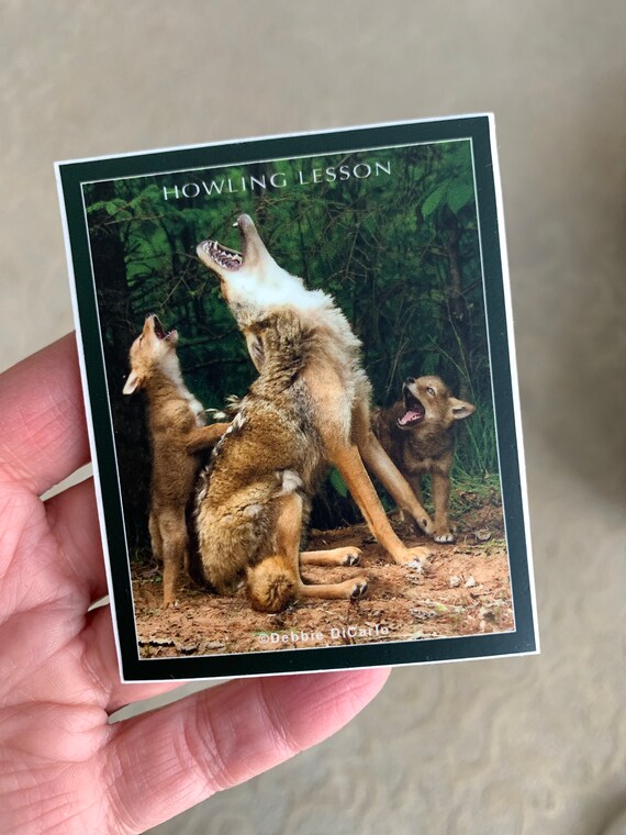 Baby Coyote Howling