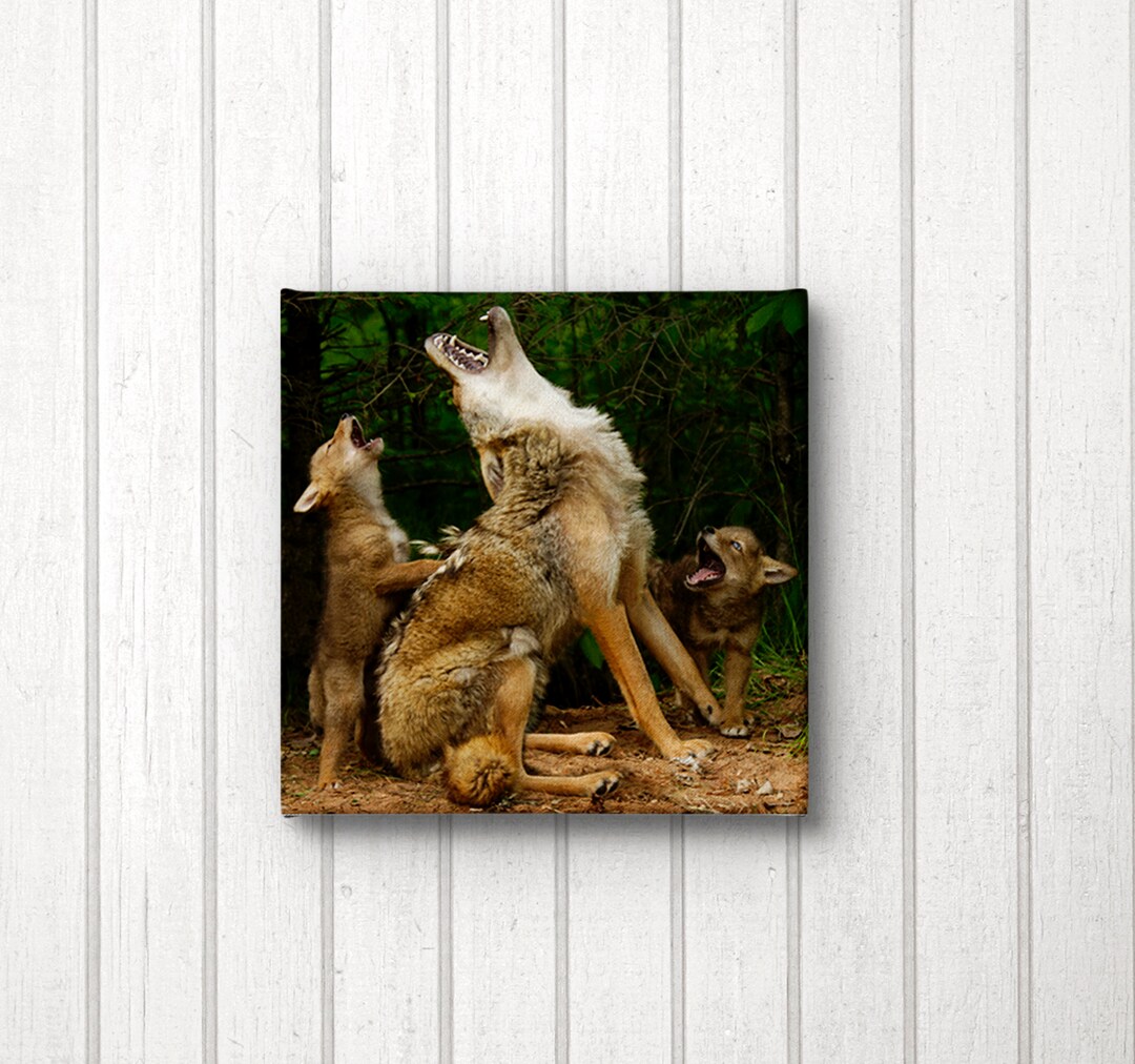 Pack Of Coyotes Howling