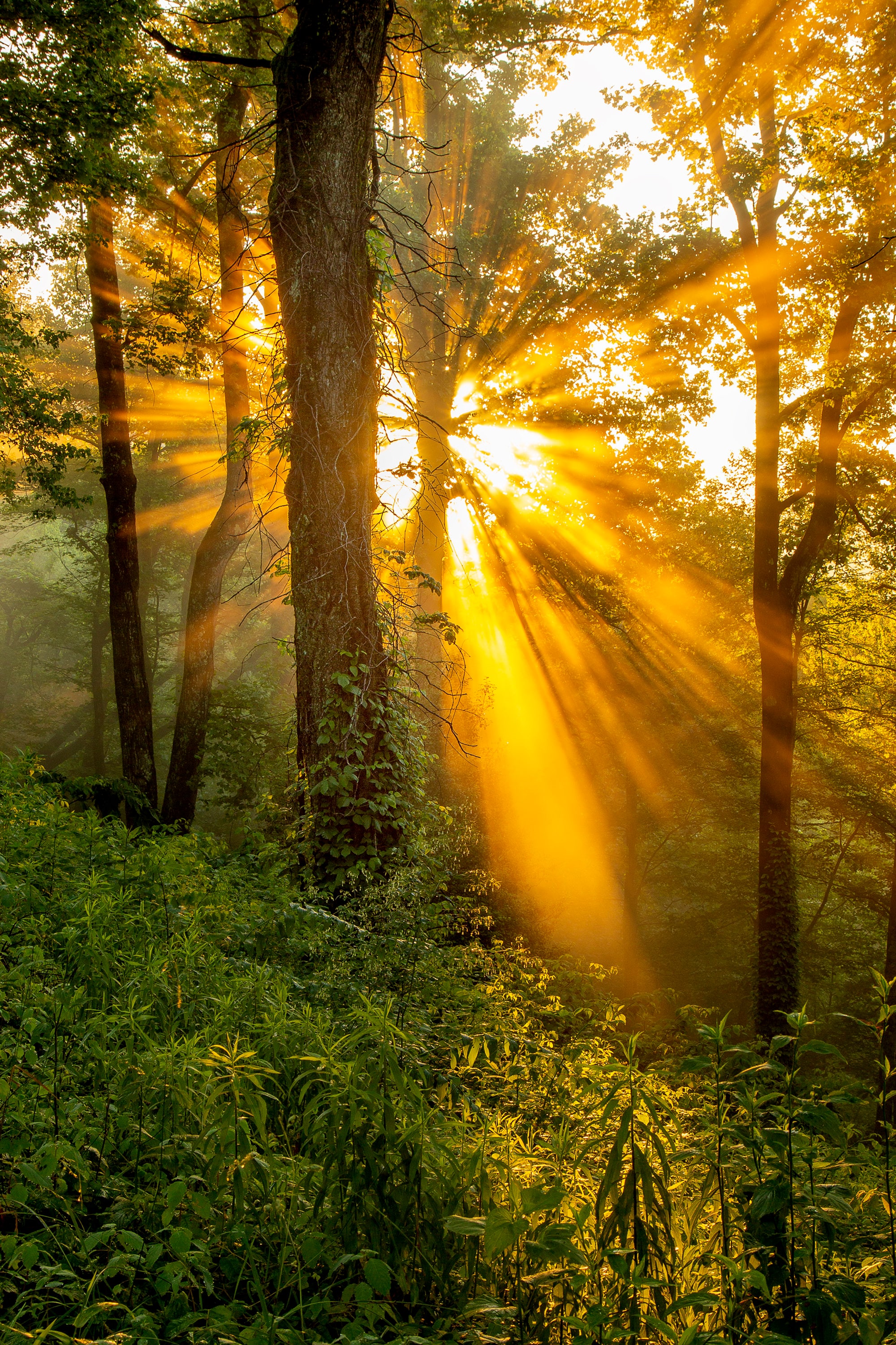 God Rays / Foggy Sun / Sun Rays / Wall Art / Mountain Sunrise / North ...