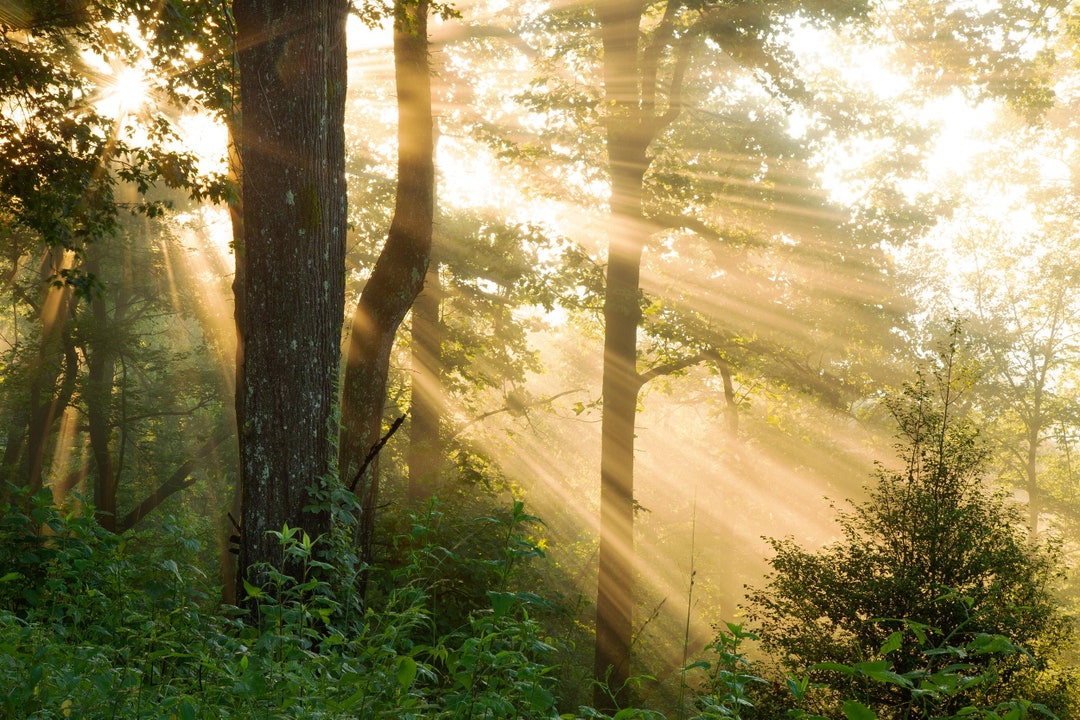 Nature Photography / God Rays / Sun Rays / Photography Print / Wall Art ...