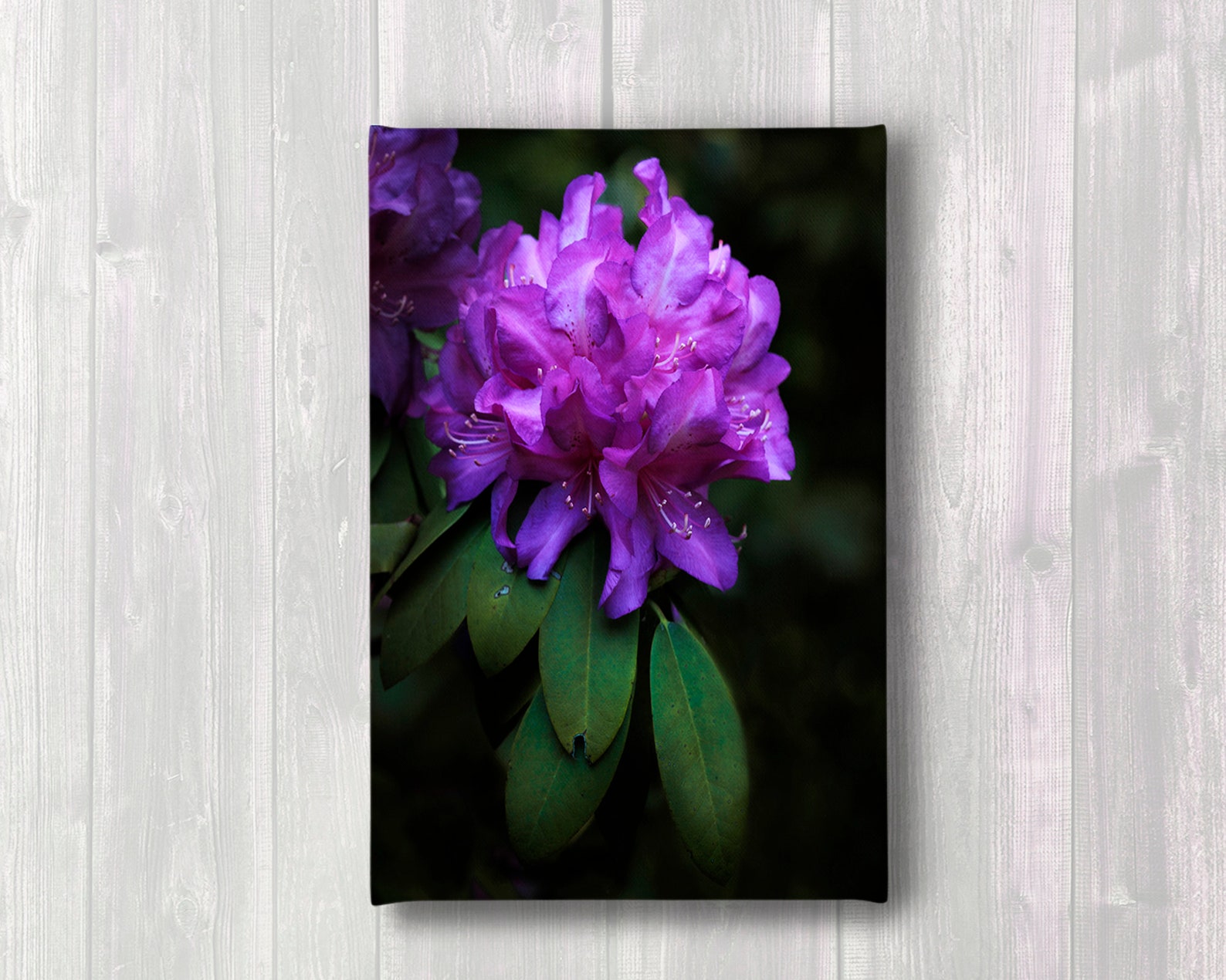 Purple Rhododendron / Moody Flowers / Rhododendron Truss / Floral ...