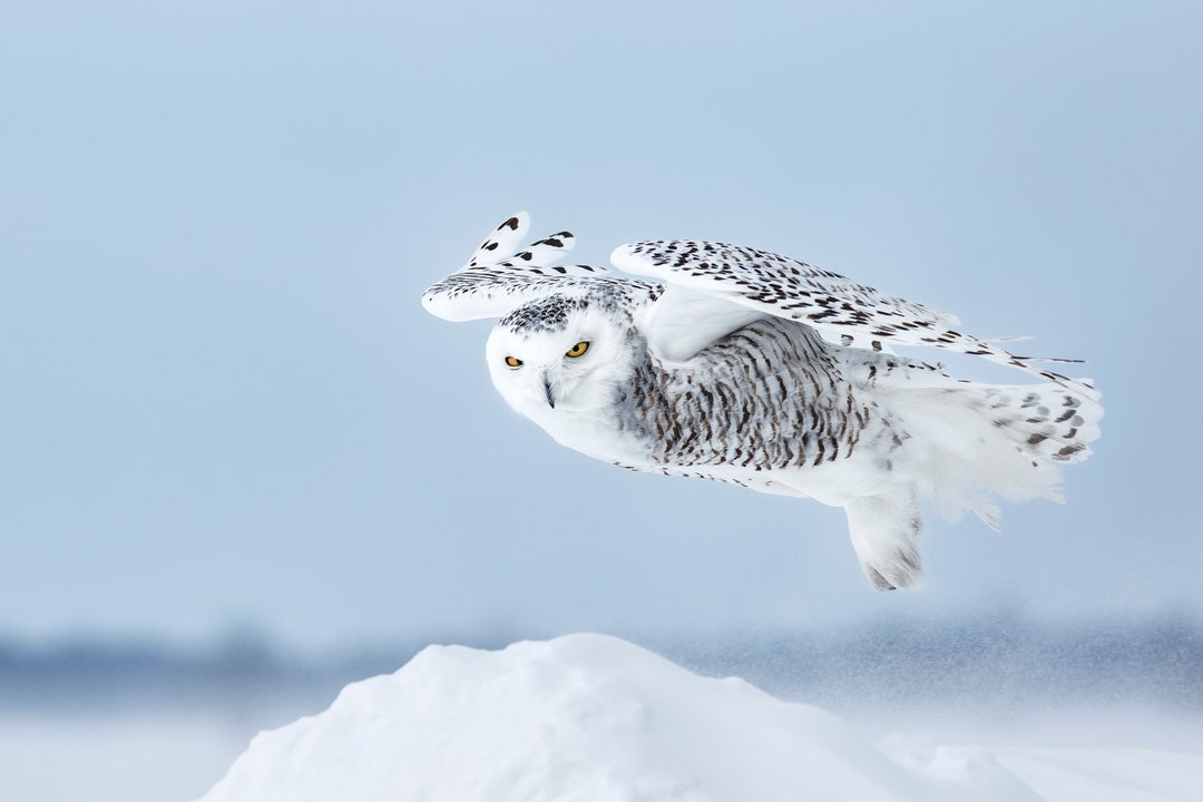 Snowy Owl Stare Photograph - Winter Landscape Print - Etsy