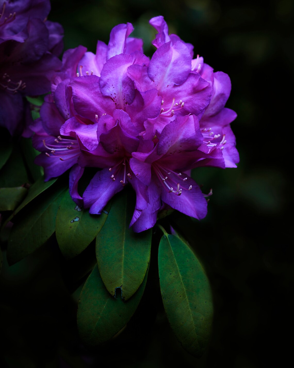 Purple Rhododendron / Moody Flowers / Rhododendron Truss / Floral ...