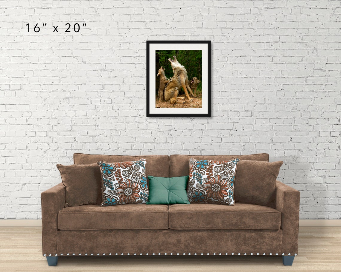 Coyote / Animals / Howling Lesson / Photography Print / Canvas Wrap ...