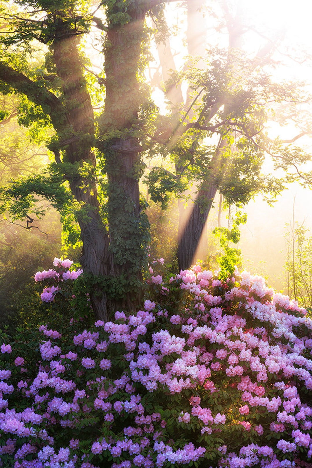 Sun Rays / Foggy Sun / Sun Rays / Rhododendrons / Sunrise and Flowers ...