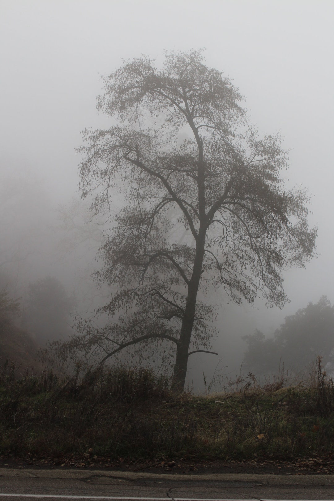 Minimalist Moody Tree Mt. Laguna CA USA California - Etsy