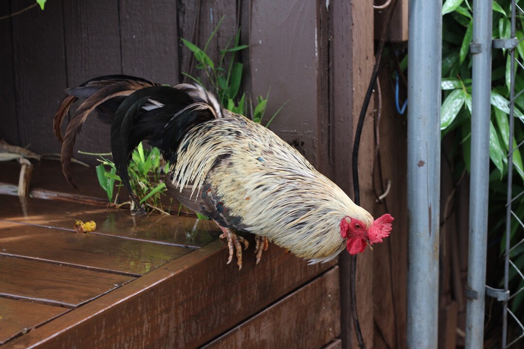 Black and White Rooster in Makawao, Maui, Hawaii HI USA Hawaii Photo ...