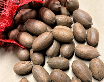 Pecans in the Shell - Etsy