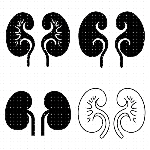 Digital Kidney SVG Cut Files Kidney Anatomy Svg Urinary Svg Doctors Svg ...