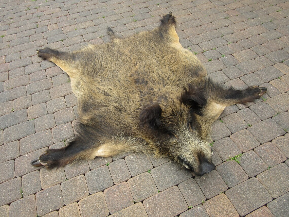 Wild Boar Skin With a Head Tanned Skin Hide Fur Trophy | Etsy UK