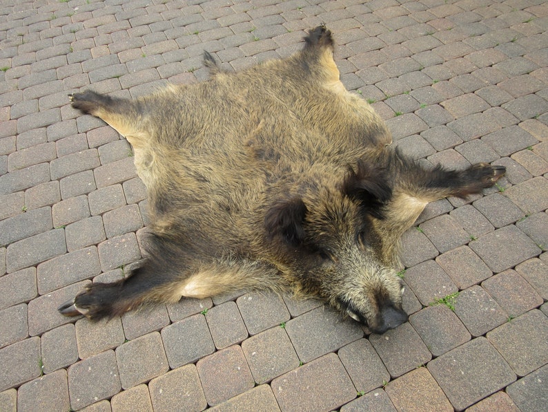 Wild Boar Skin With a Head Tanned Skin Hide Fur Trophy | Etsy UK