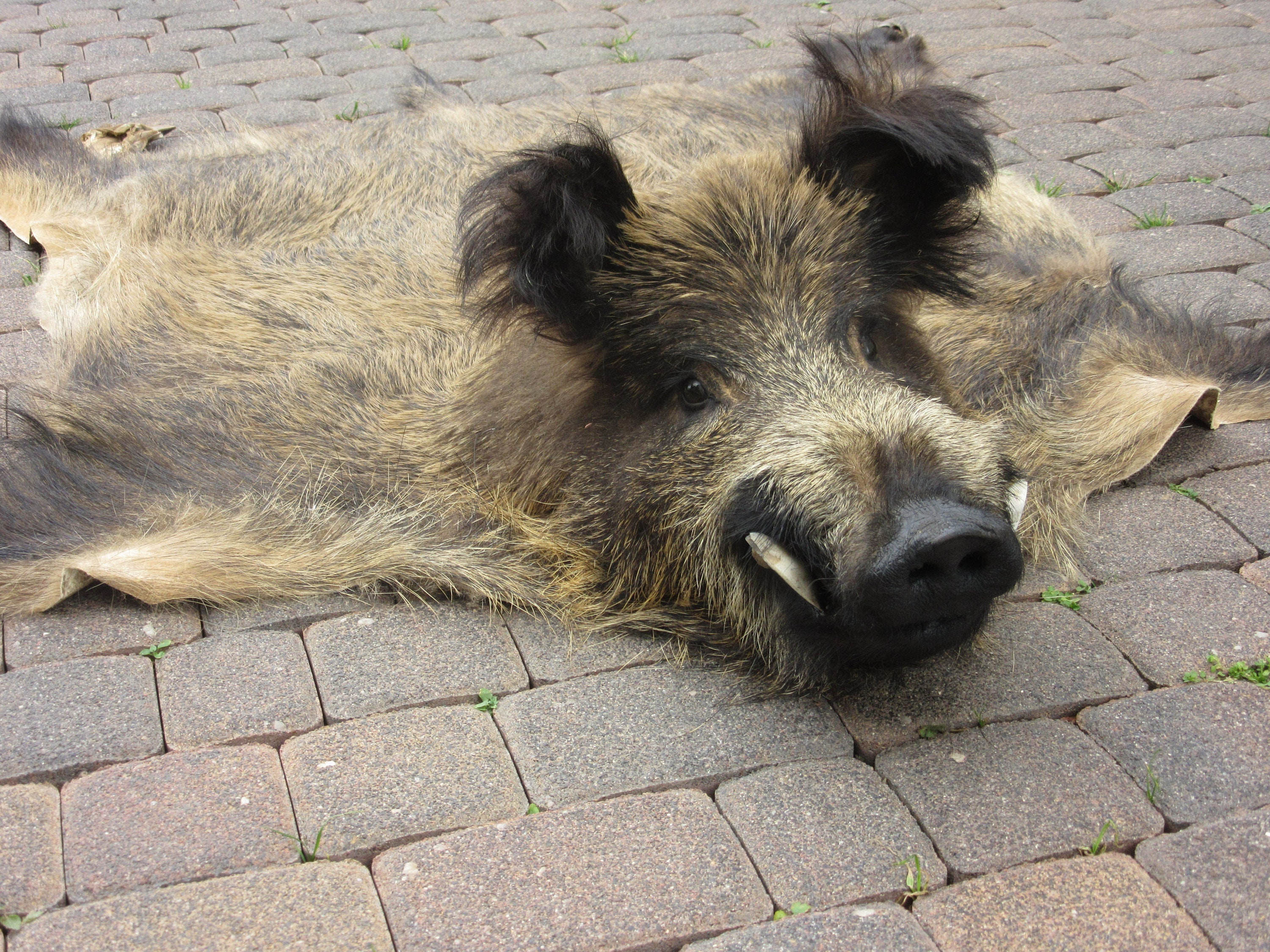 Wild Boar Skin With a Head Tanned Skin Hide Fur Trophy | Etsy UK