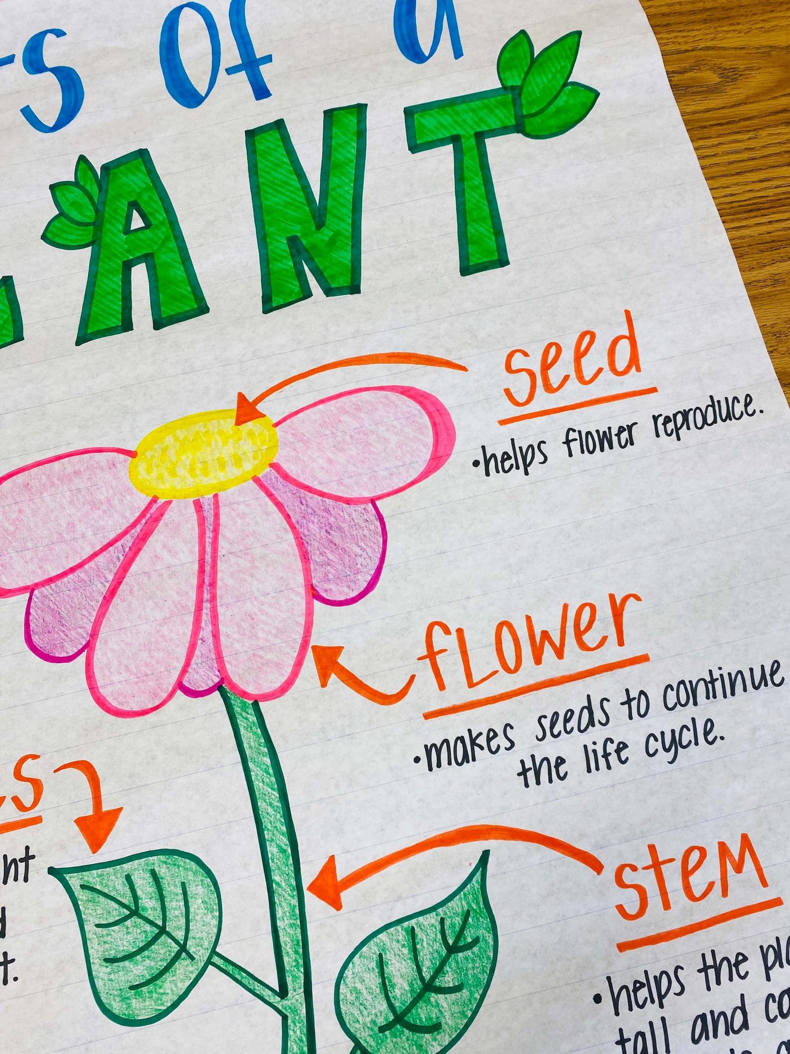 Parts of a Plant Anchor Chart - Etsy Canada
